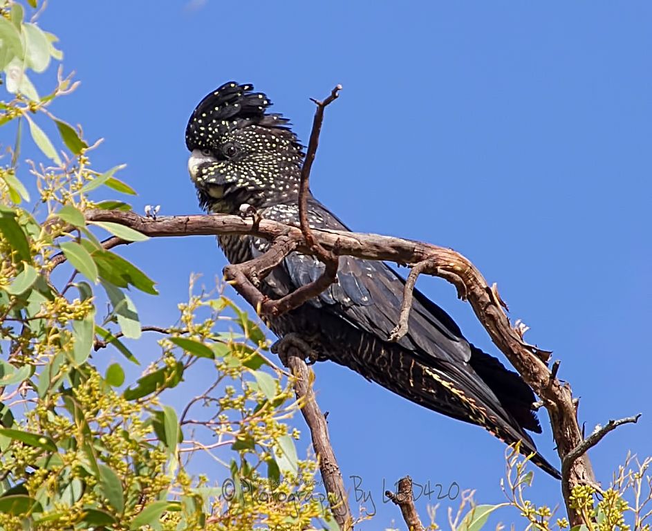 Red-tailed Black-Cockatoo Recovery Project - Gallery