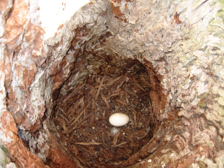 Red-tailed Black-Cockatoo Recovery Project - Nesting