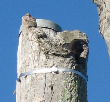 Red-tailed Black-Cockatoo Recovery Project - Nesting