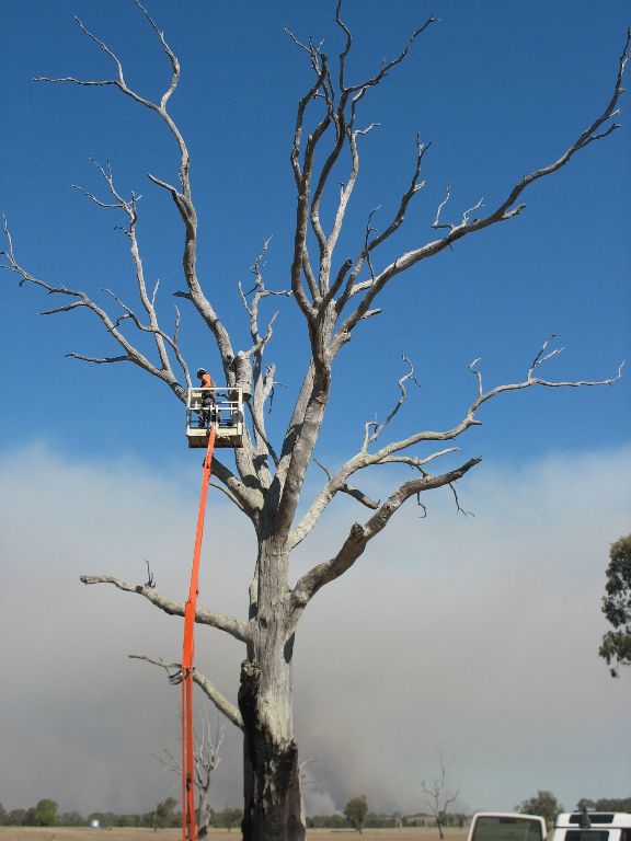 Red-tailed Black-Cockatoo Recovery Project - Nesting