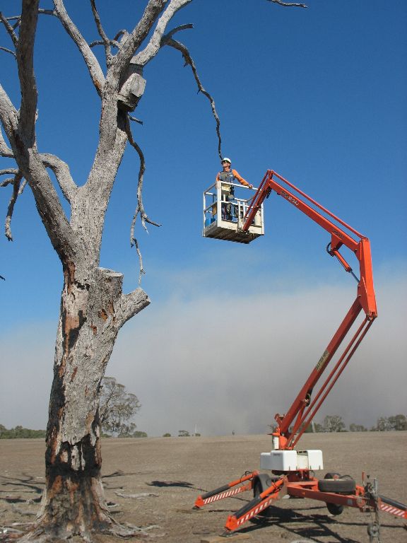 Red-tailed Black-Cockatoo Recovery Project - Nesting