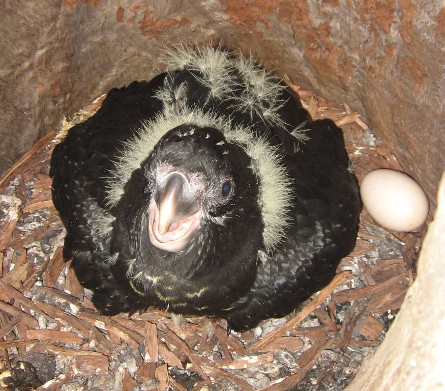 Red-tailed Black-Cockatoo Recovery Project - Nesting
