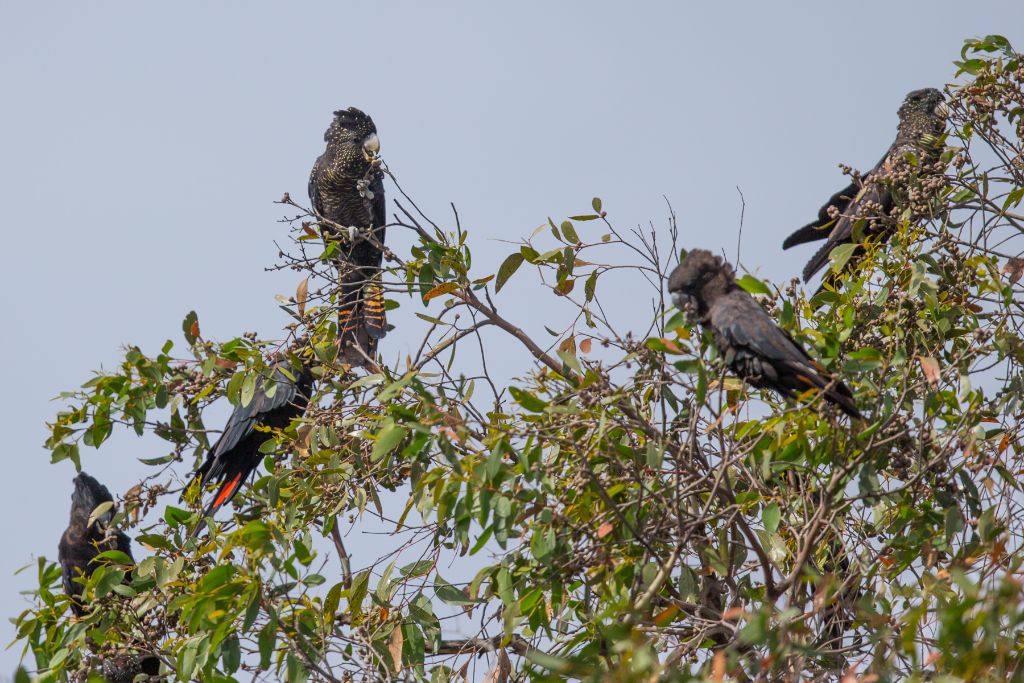 Red-tailed Black-Cockatoo Recovery Project - Description