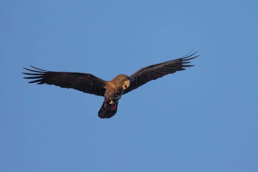 Red-tailed Black-Cockatoo Recovery Project - Description