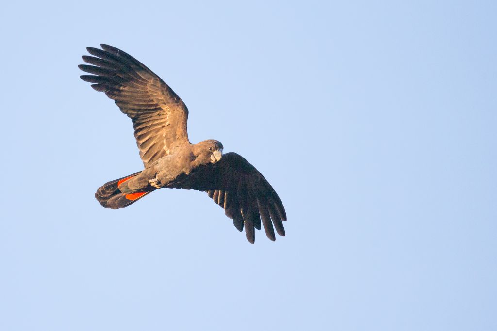 Red-tailed Black-Cockatoo Recovery Project - Description