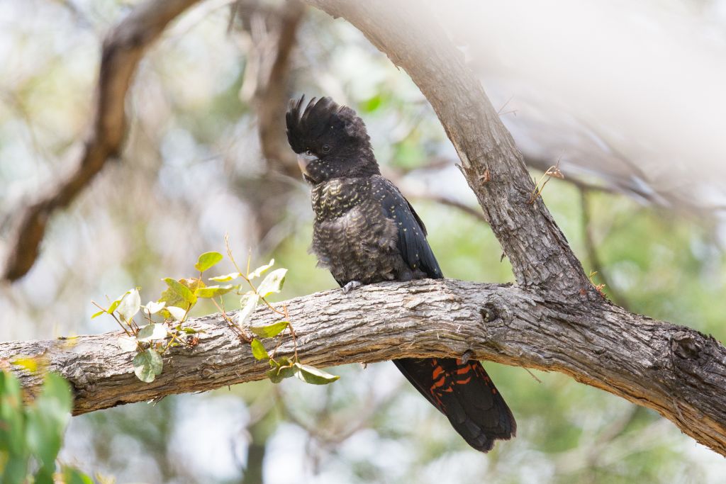Red-tailed Black-Cockatoo Recovery Project - Gallery