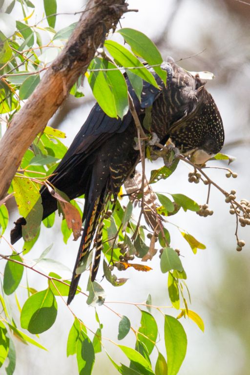 Red-tailed Black-Cockatoo Recovery Project - Welcome