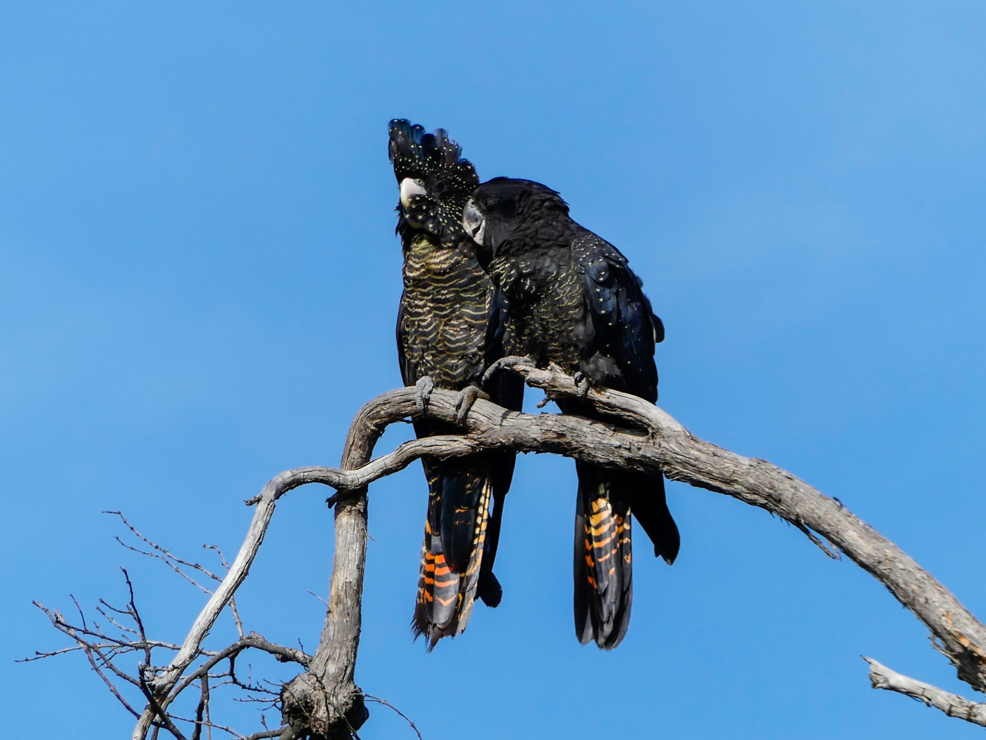 Red-tailed Black-Cockatoo Recovery Project - News